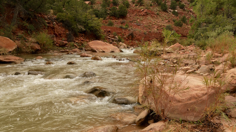 Swimming Against the Current - Evolution Counseling