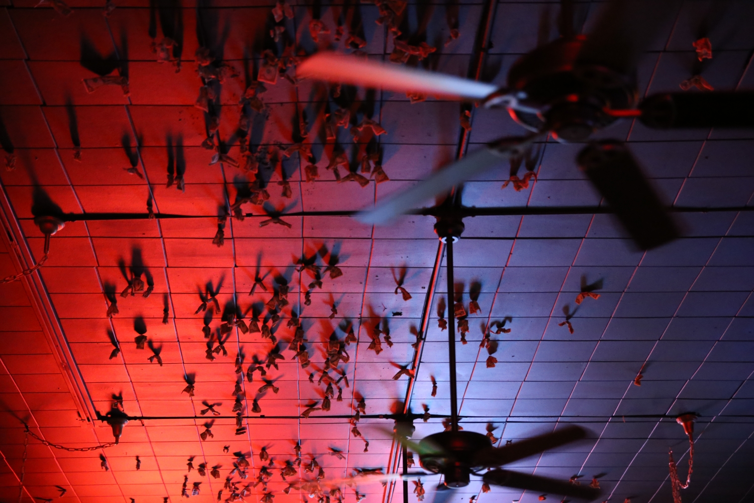 Projection Of Positive Qualities - Evolution Counseling