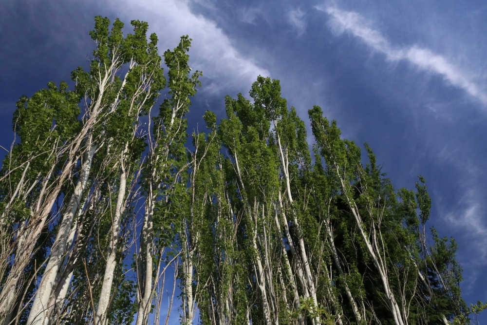 Detached Personality And Groups - Evolution Counseling