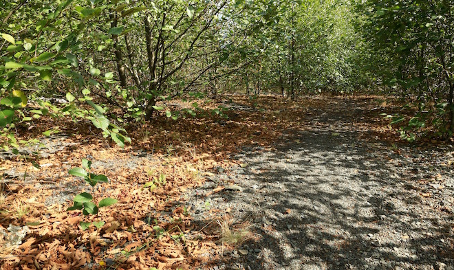 Needs Satisfaction Cycle - Evolution Counseling